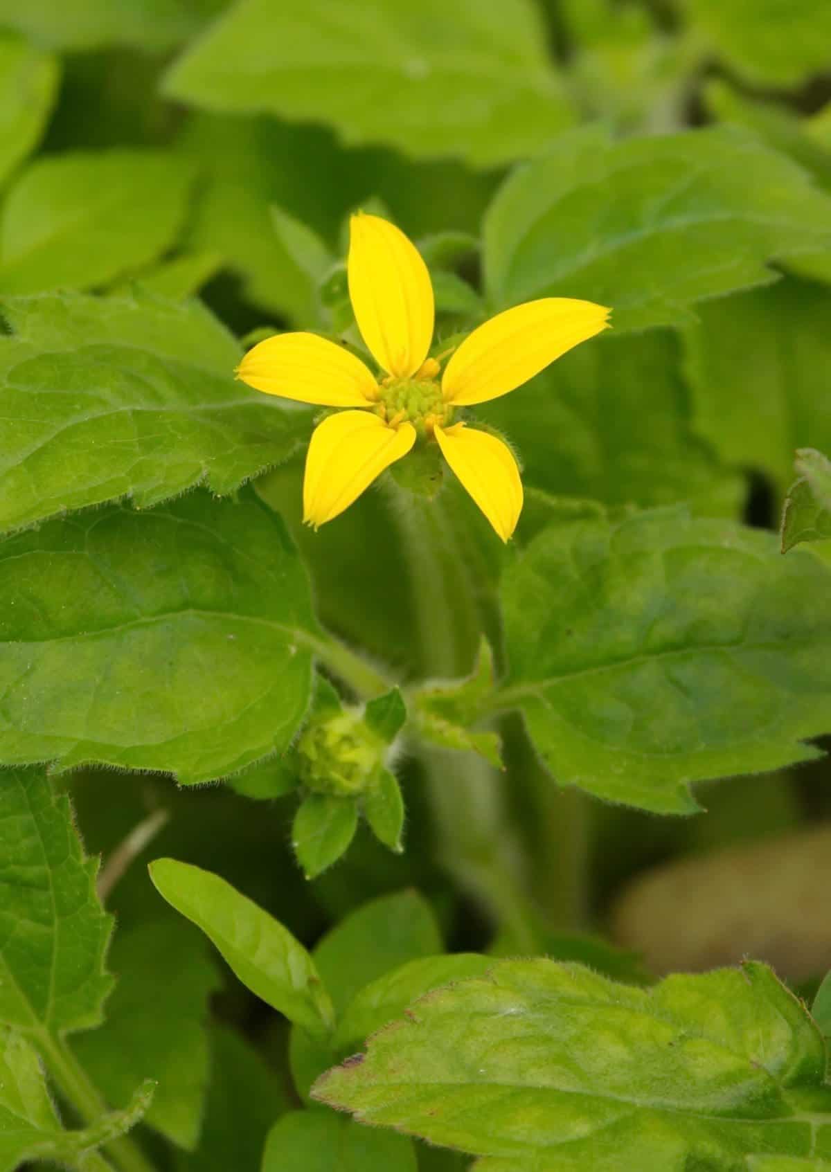 Top 10 Alabama Native Plants You Should Know About