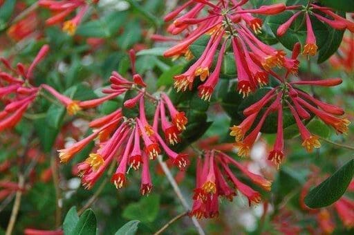 Top 10 Alabama Native Plants You Should Know About