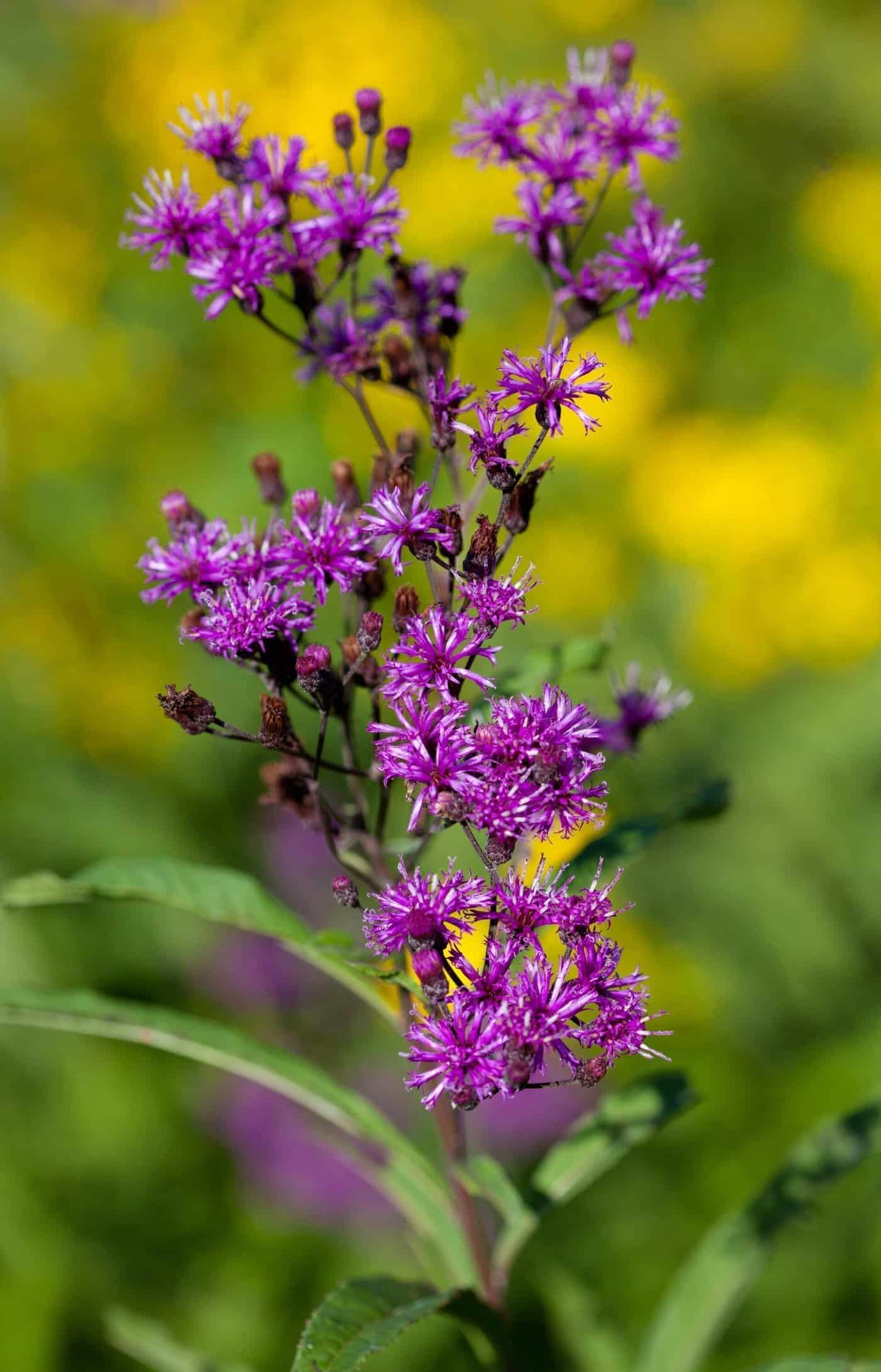 Top 10 Alabama Native Plants You Should Know About