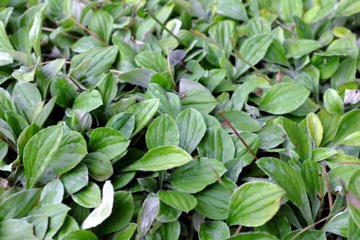 Top 10 Alabama Native Plants You Should Know About