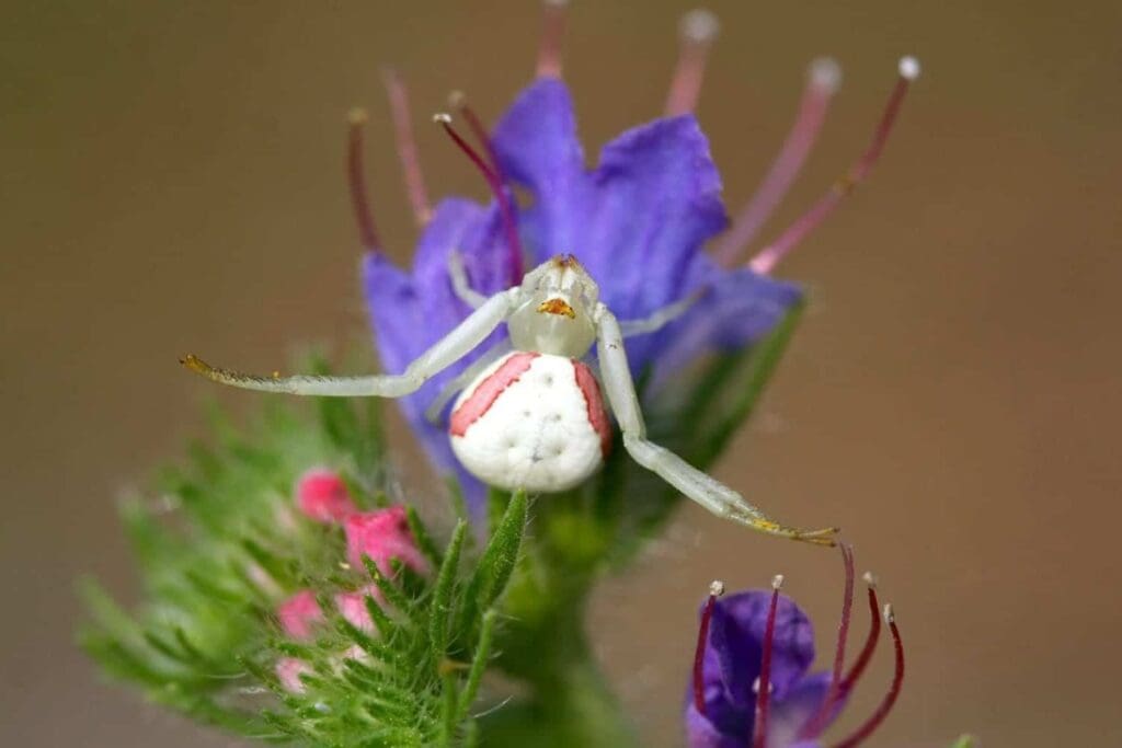 Spiders In Kentucky: 7 Amazing Ones To Know