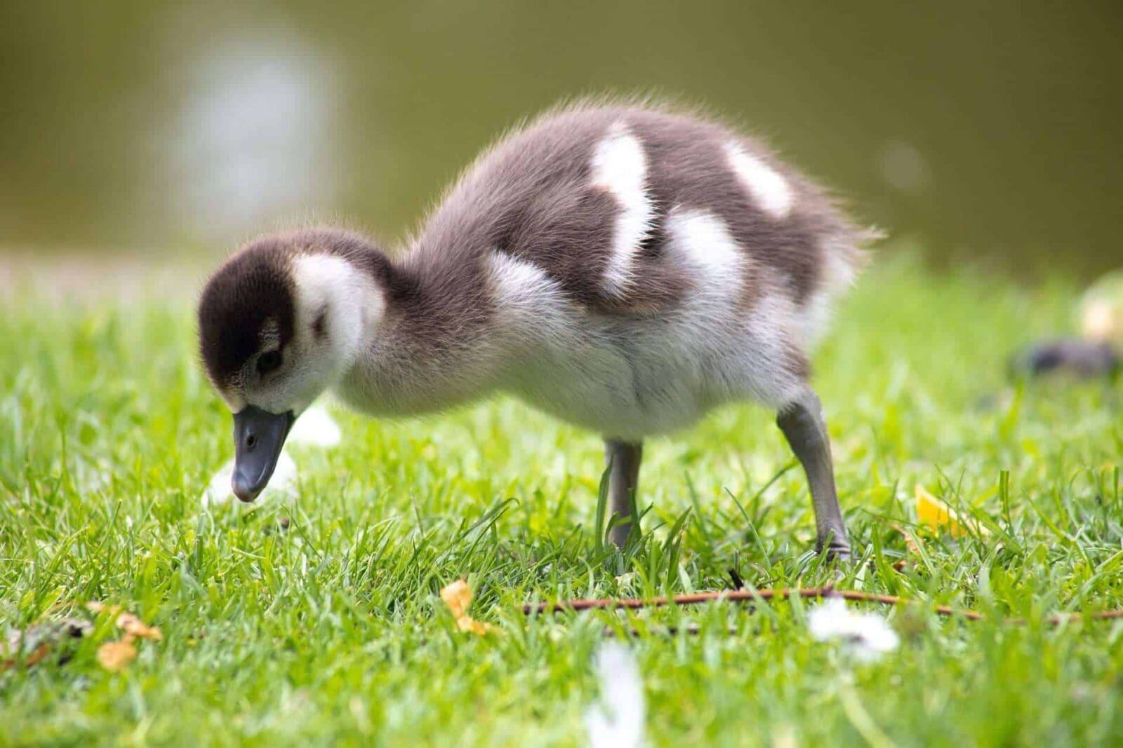 Discovering The World Of Baby Animals Names