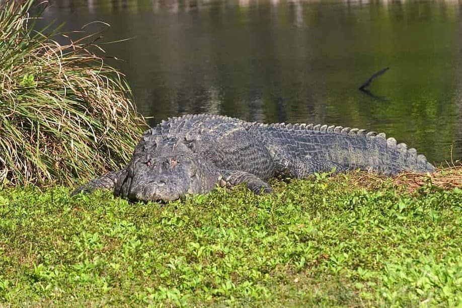12 Best Places To See Alligators In Florida