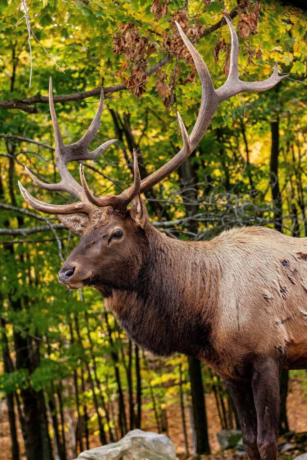 Difference Between Elk and Moose: 7 Fascinating Facts