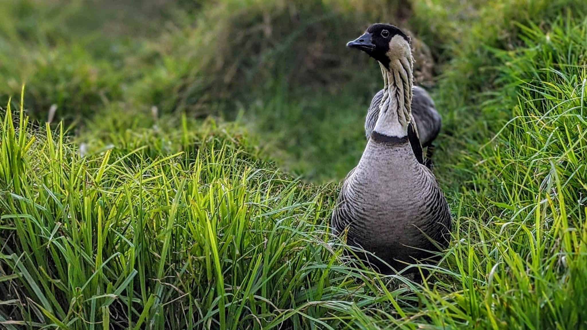 29 Beautiful Birds Of Hawaii - usatales.com