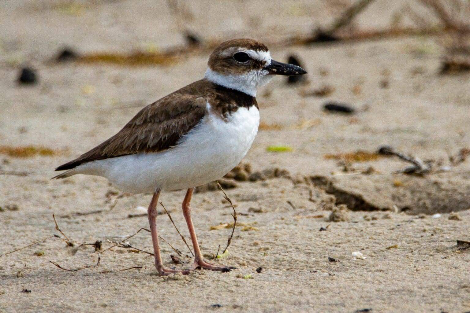 Feathered Paradise: Unveiling Hawaii's 29 Most Stunning Avian Wonders