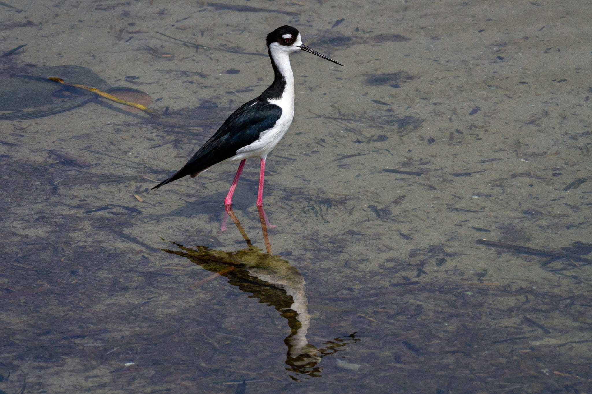 Feathered Paradise: Unveiling Hawaii's 29 Most Stunning Avian Wonders