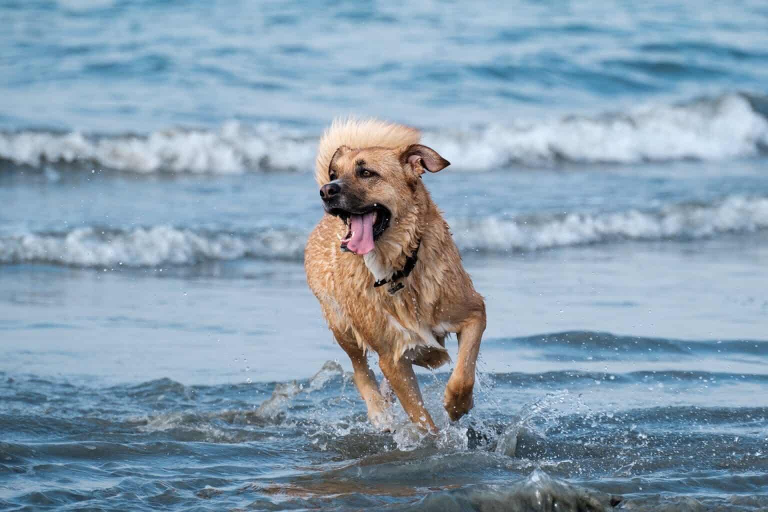 7 Cute Smallest Dog Breeds And Fun Facts