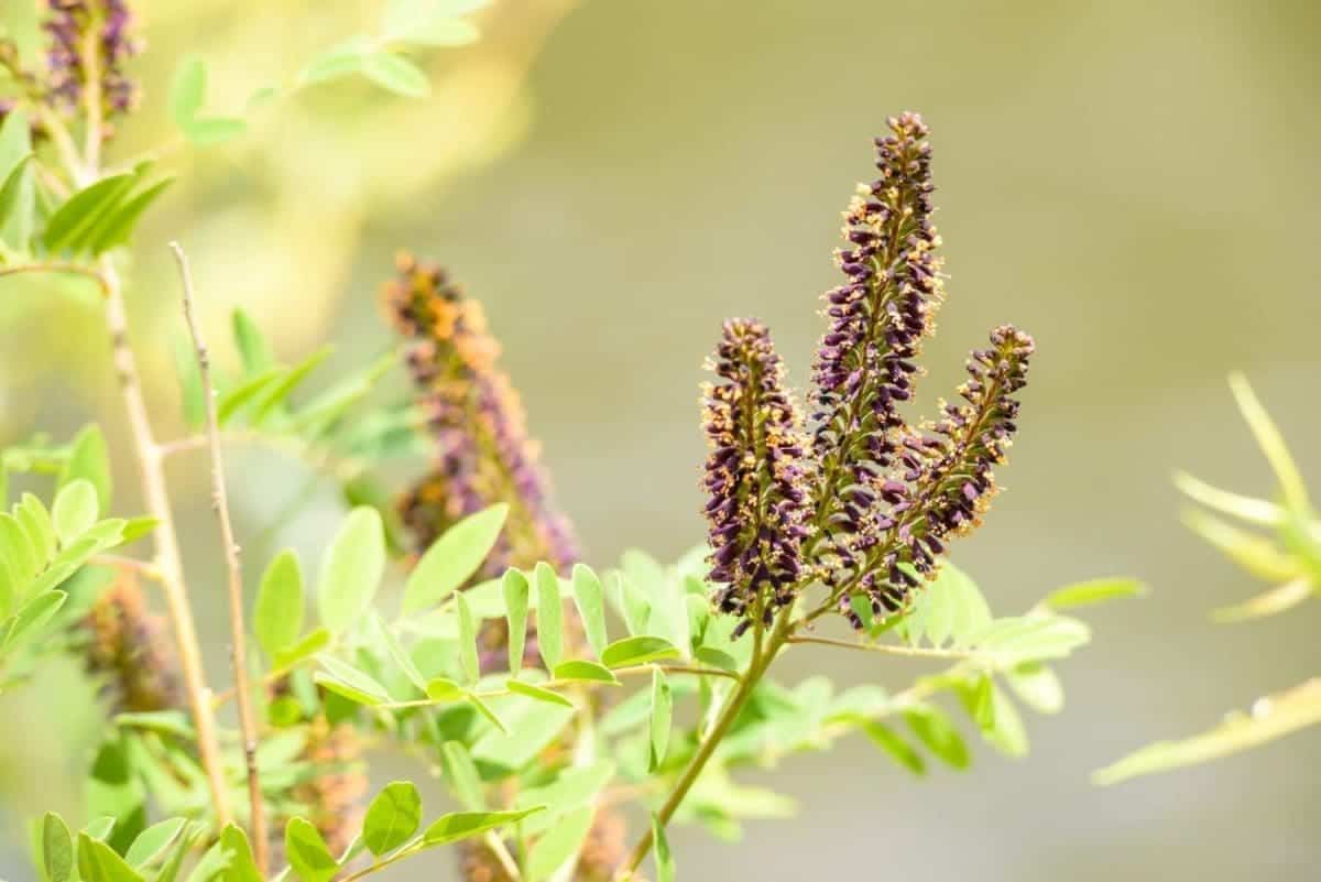 Best 10 Alabama Native Plants To Know About