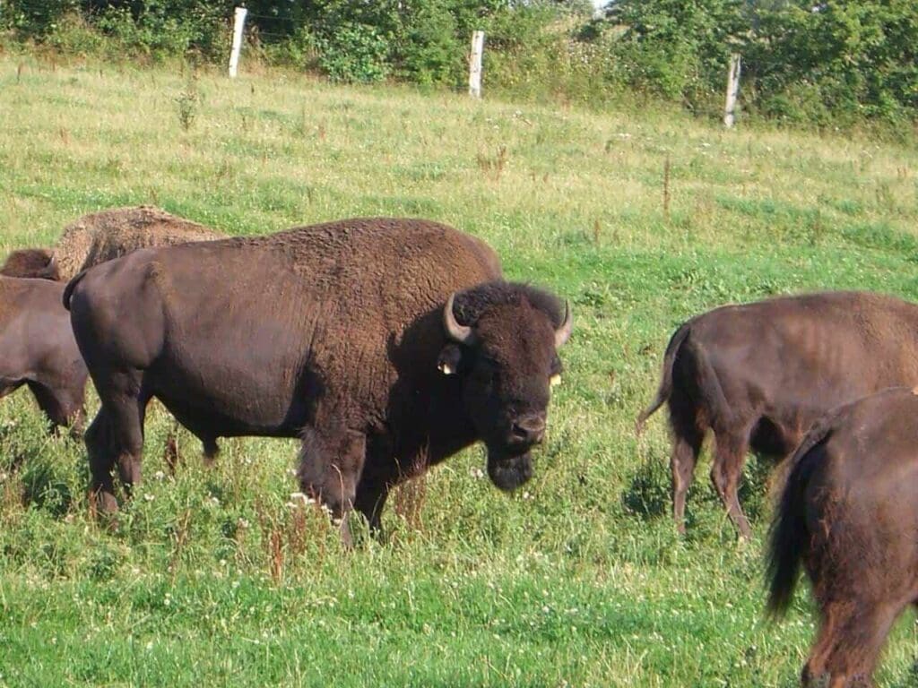 National Animal Of The USA: Majestic Symbols