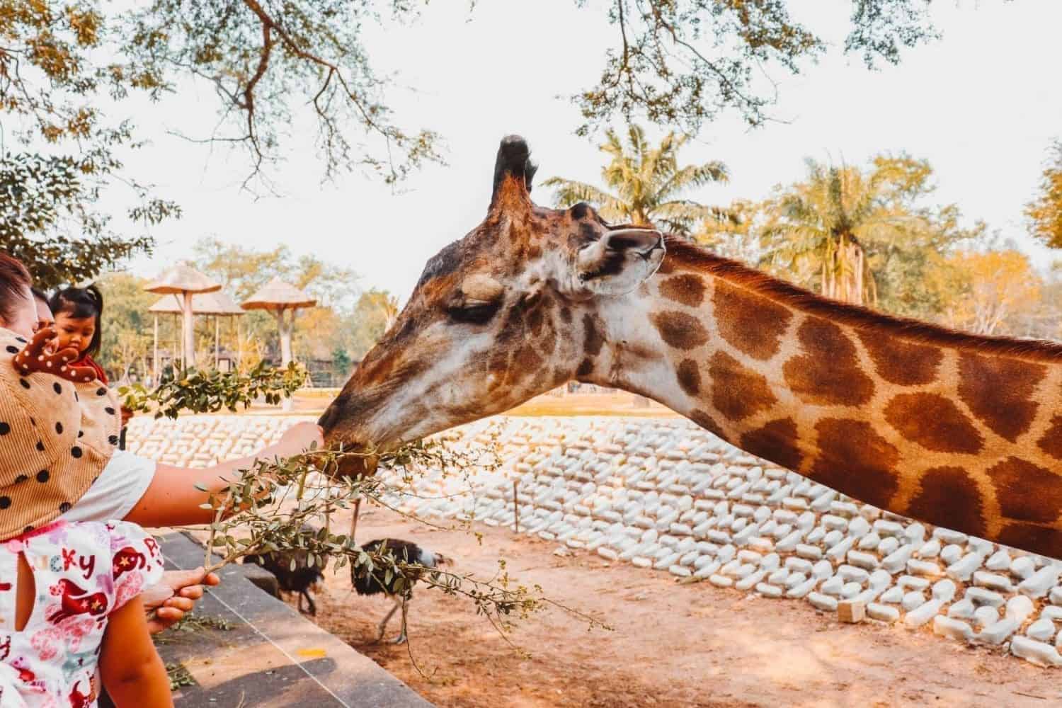 5 Facts About The New Orleans Audubon Zoo
