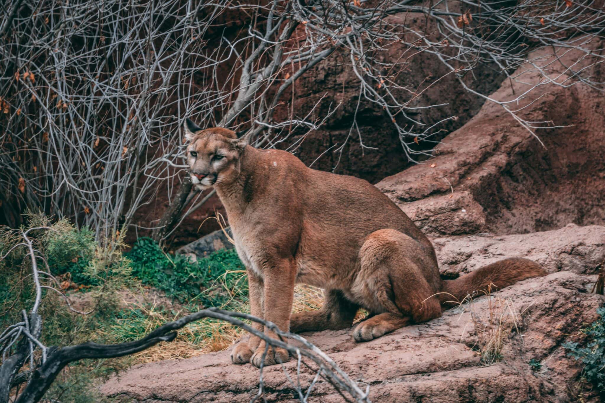 Differences Between Cougar And Mountain Lion